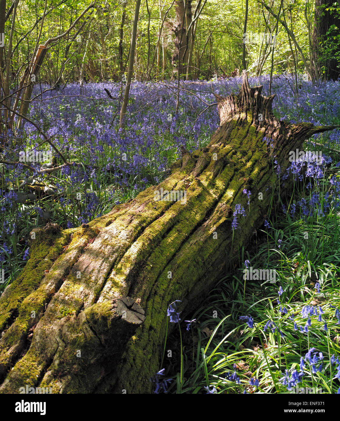 Bluebells at Bramingham Wood, Luton, Bedfordshire Stock Photo - Alamy