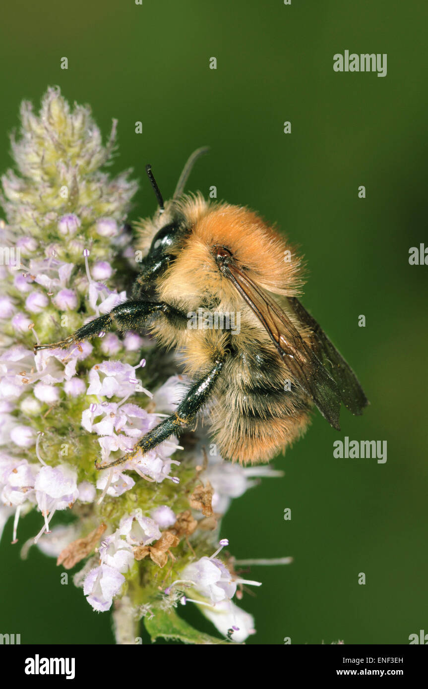 Carder bee hi-res stock photography and images - Alamy