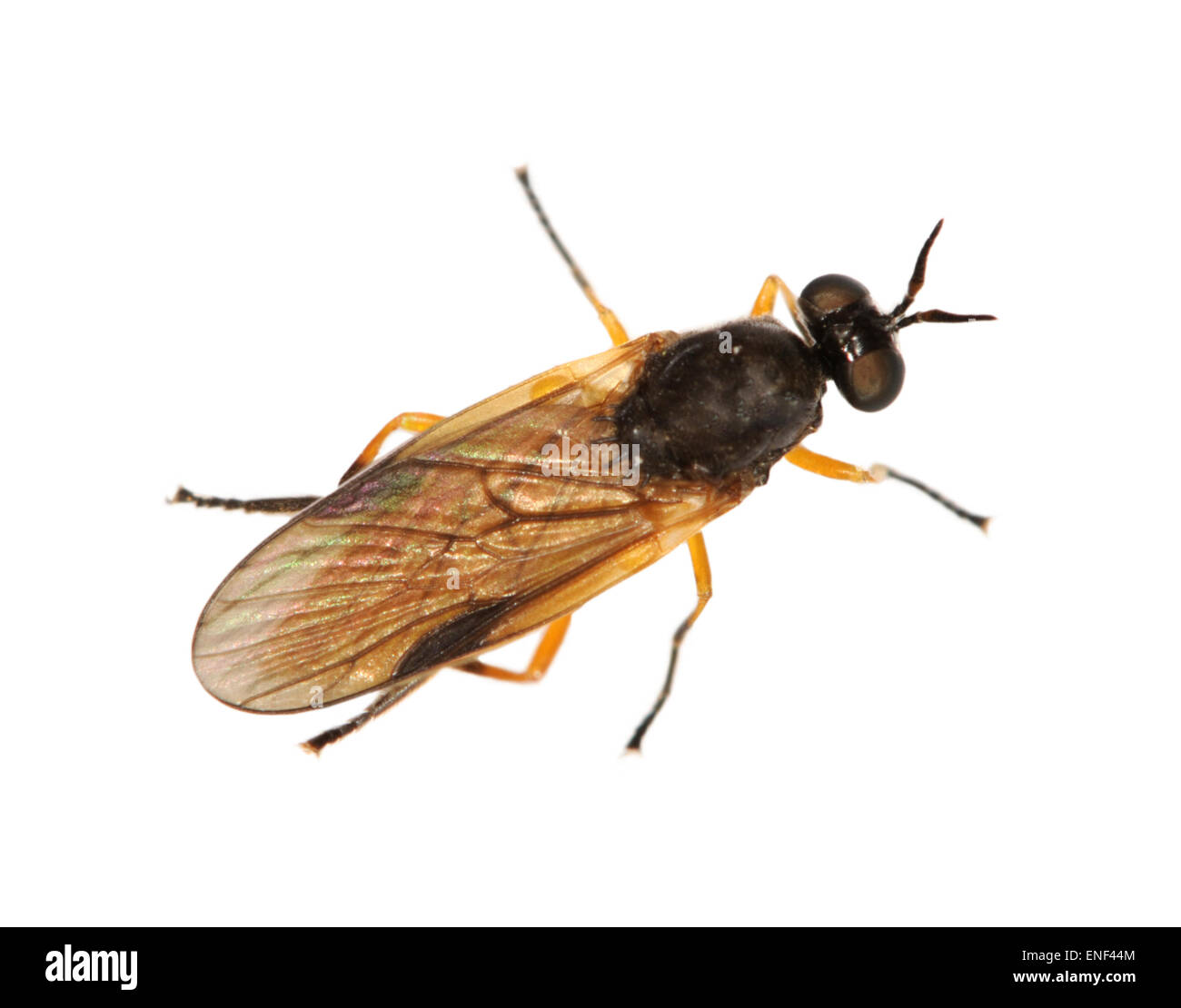 Soldier cut out hi-res stock photography and images - Alamy