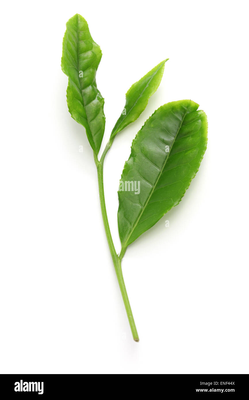 But first tea hi-res stock photography and images - Alamy