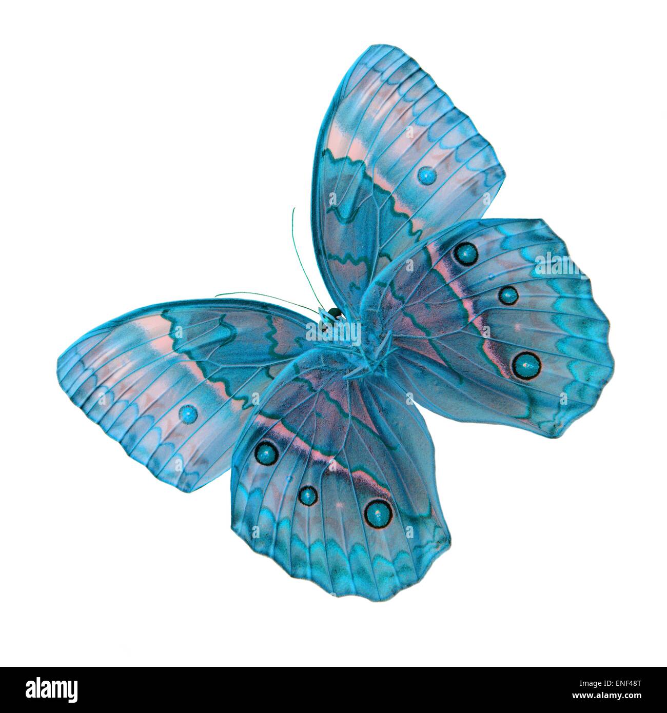 Howqua garden Cut Out Stock Images & Pictures - Alamy