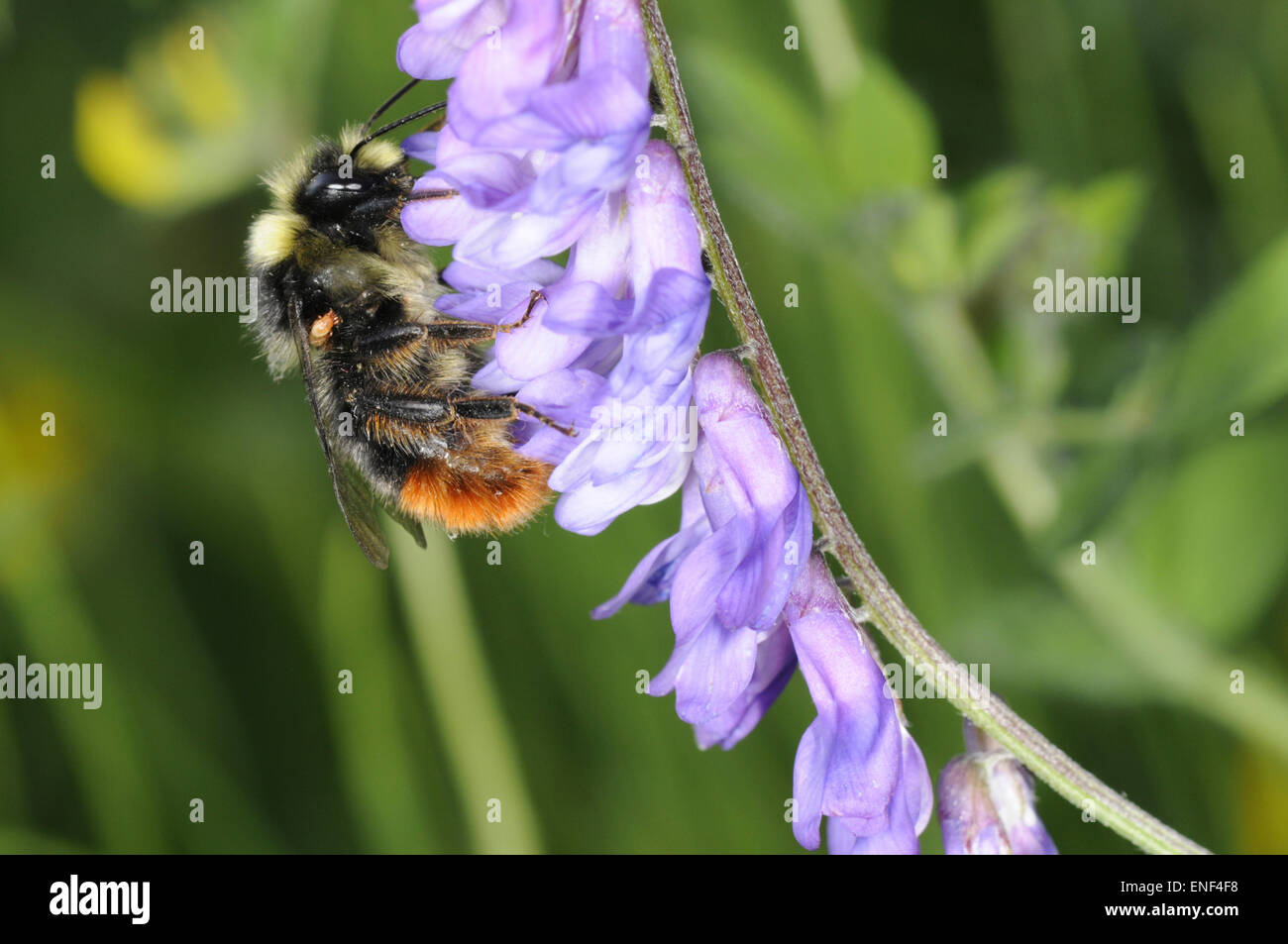 Red-tailed Bumblebee - Bombus lapidarius Stock Photo - Alamy
