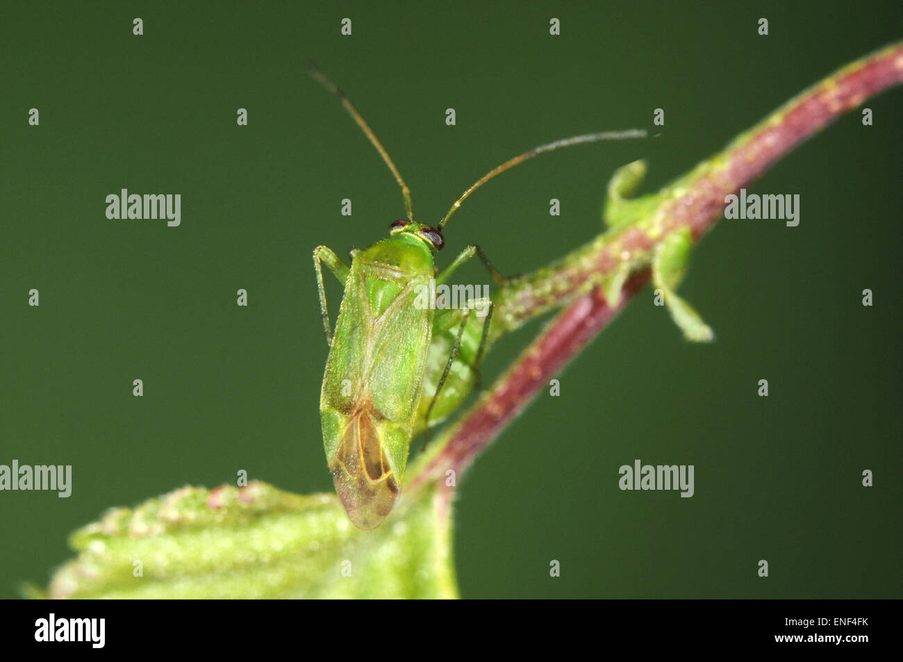 Common Green Capsid - Lygocoris pabulinus Stock Photo - Alamy