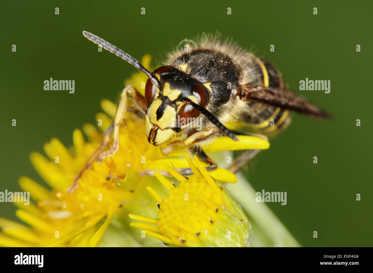 Median Wasp - Dolichovespula media Stock Photo - Alamy