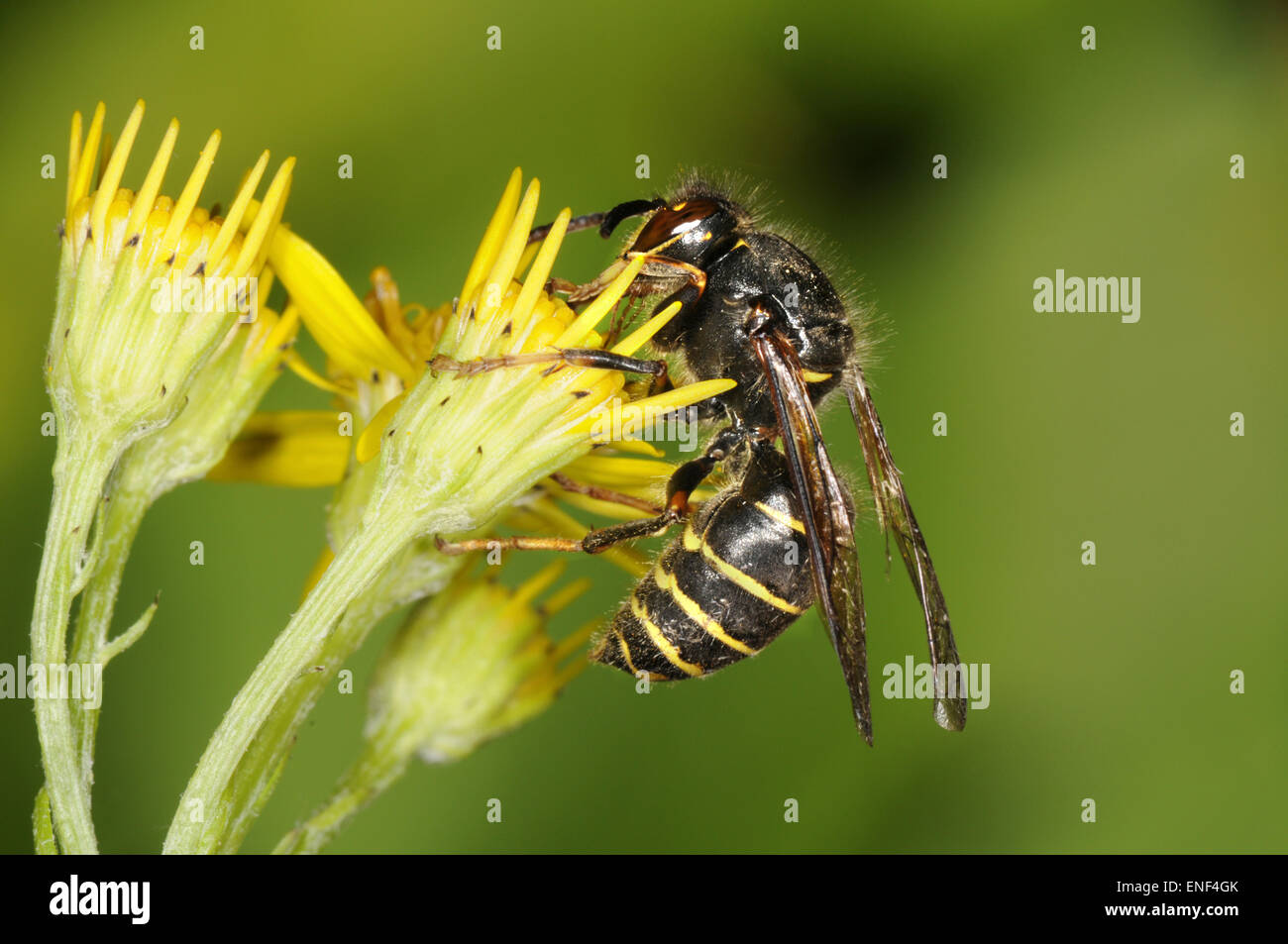 Median wasp hi-res stock photography and images - Alamy