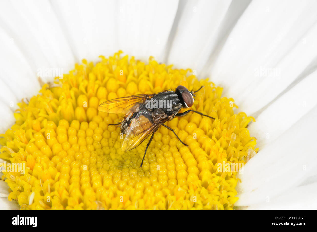 Maculata hi-res stock photography and images - Alamy