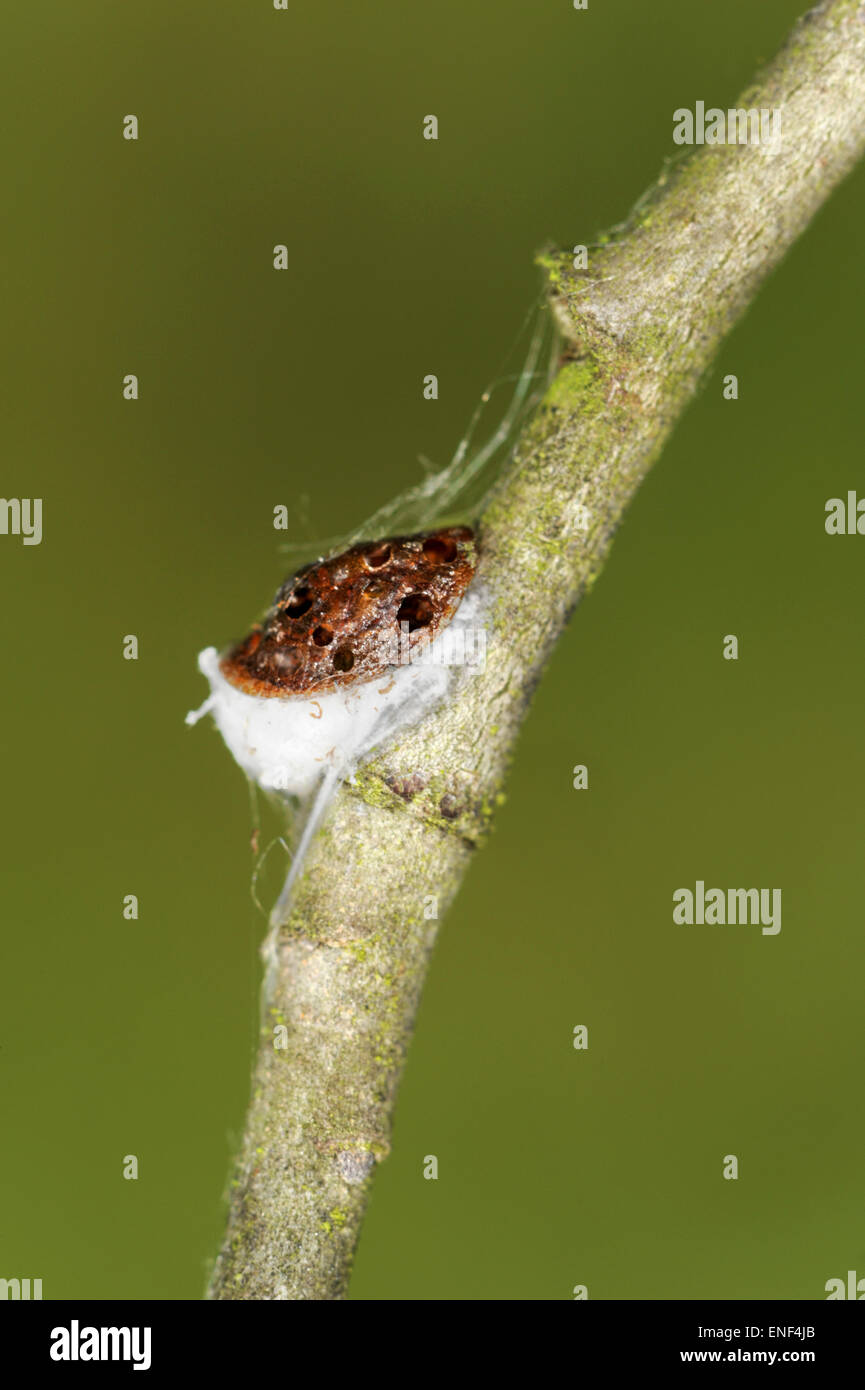 Scale Insects Stock Photos & Scale Insects Stock Images - Alamy