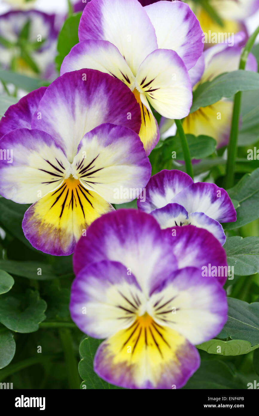 Picotee hi-res stock photography and images - Alamy