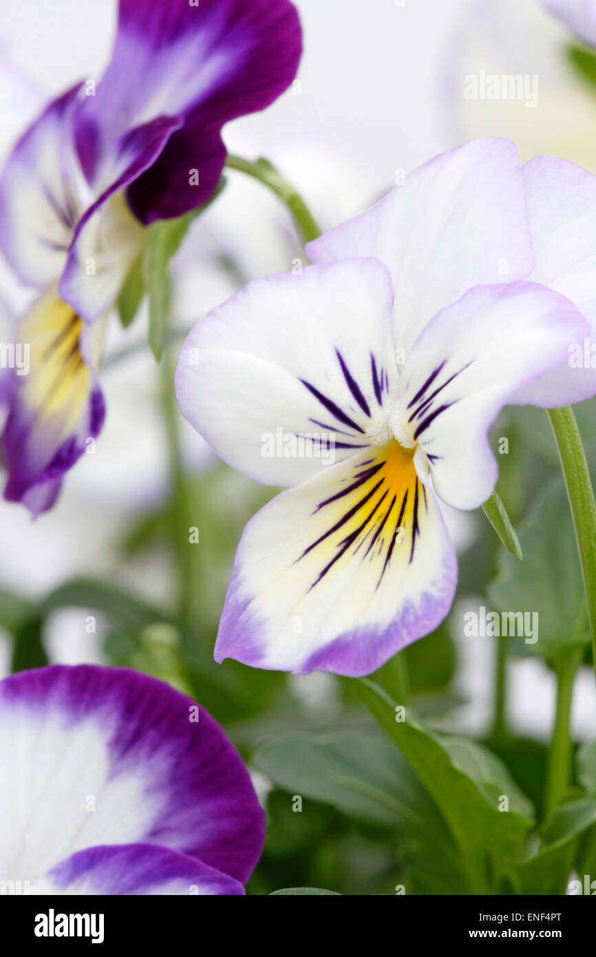 Viola cornuta ' Penny Primrose Picotee' Stock Photo - Alamy