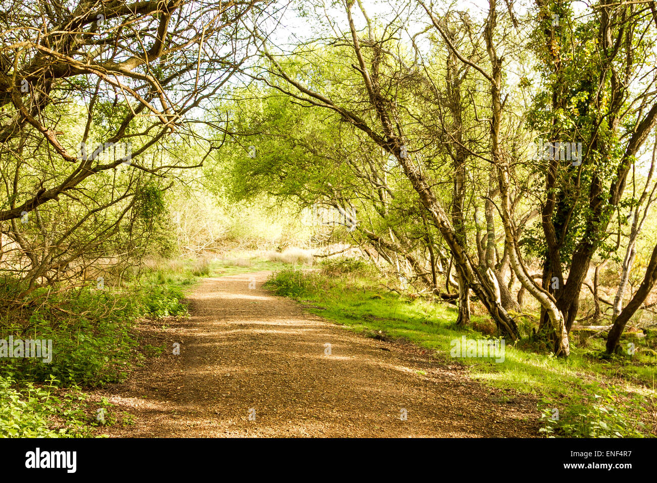 Leafy pathway, Shadows, sunshine Stock Photo - Alamy