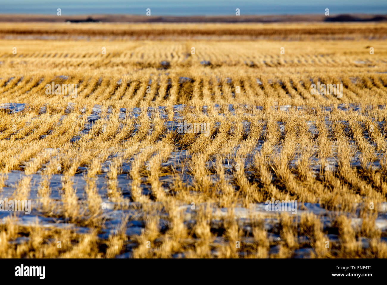 Prairie Landscape in winter Saskatchewan Canada stubble field Stock ...