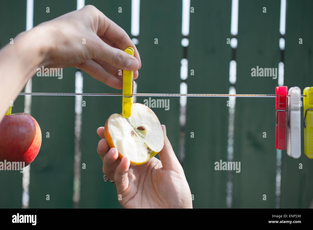 Hands hanging apple on rope with clamps Stock Photo - Alamy