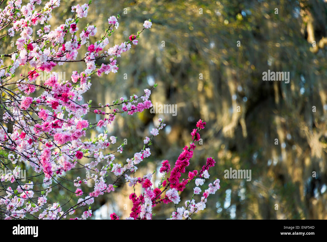 Spanish peach blossom spring hi-res stock photography and images - Alamy