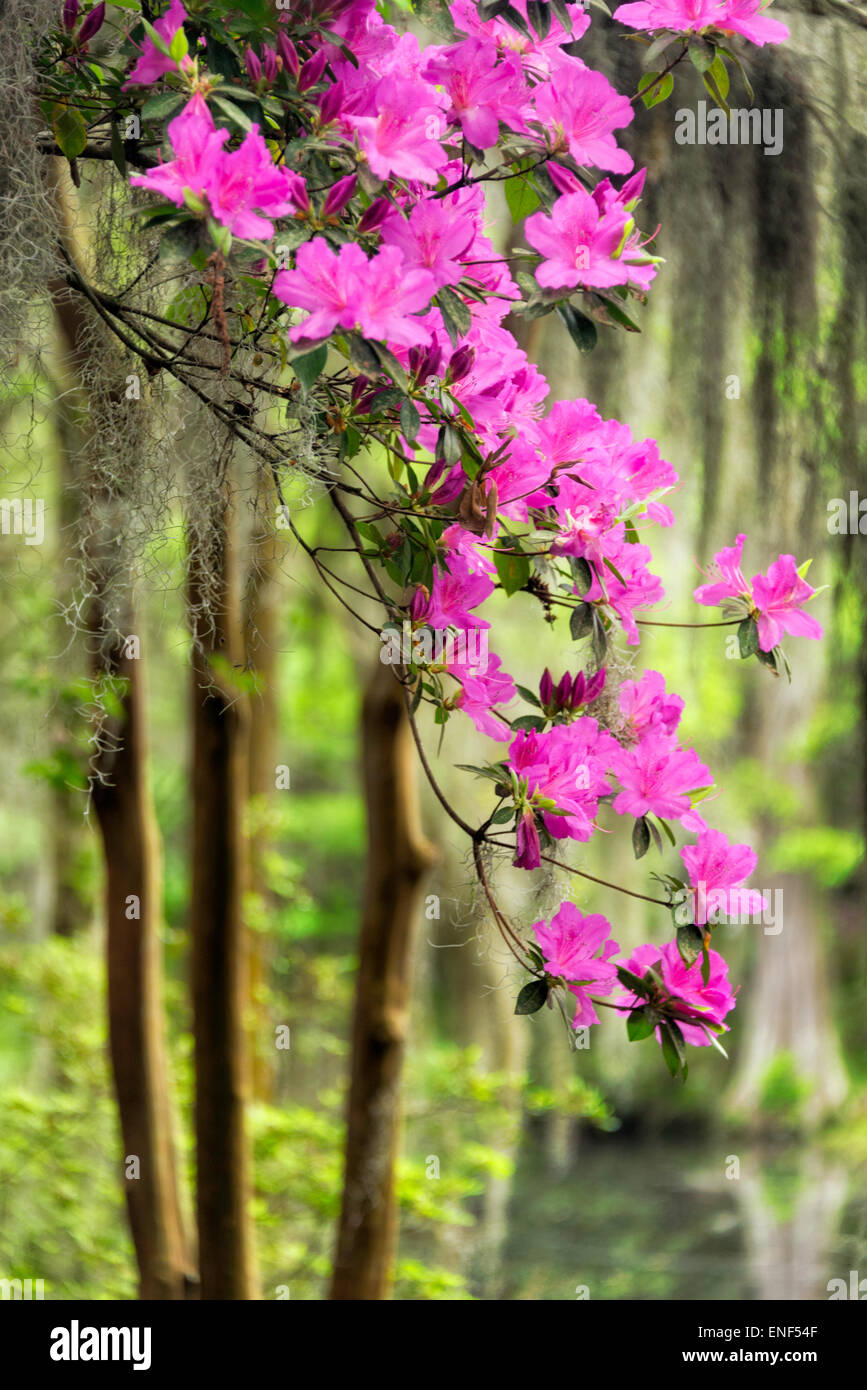 Southern azaleas hi-res stock photography and images - Alamy
