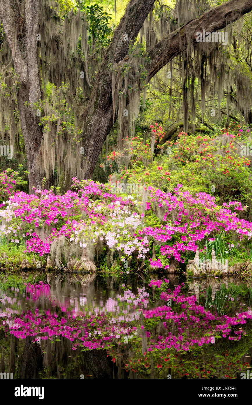 Pink Flowers And Spanish Moss High Resolution Stock Photography and ...