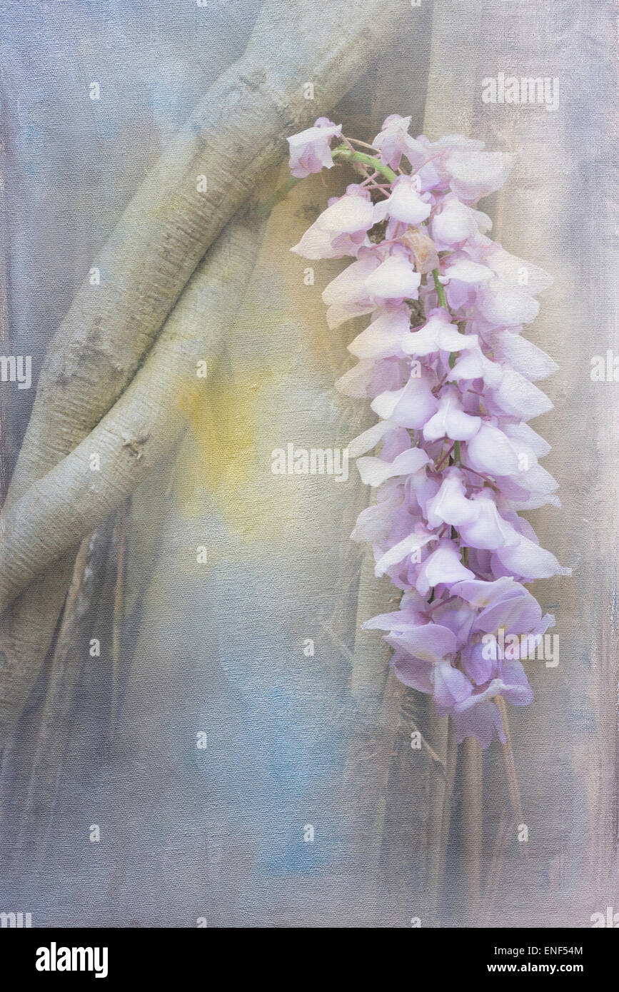 Twisted Vine High Resolution Stock Photography and Images - Alamy