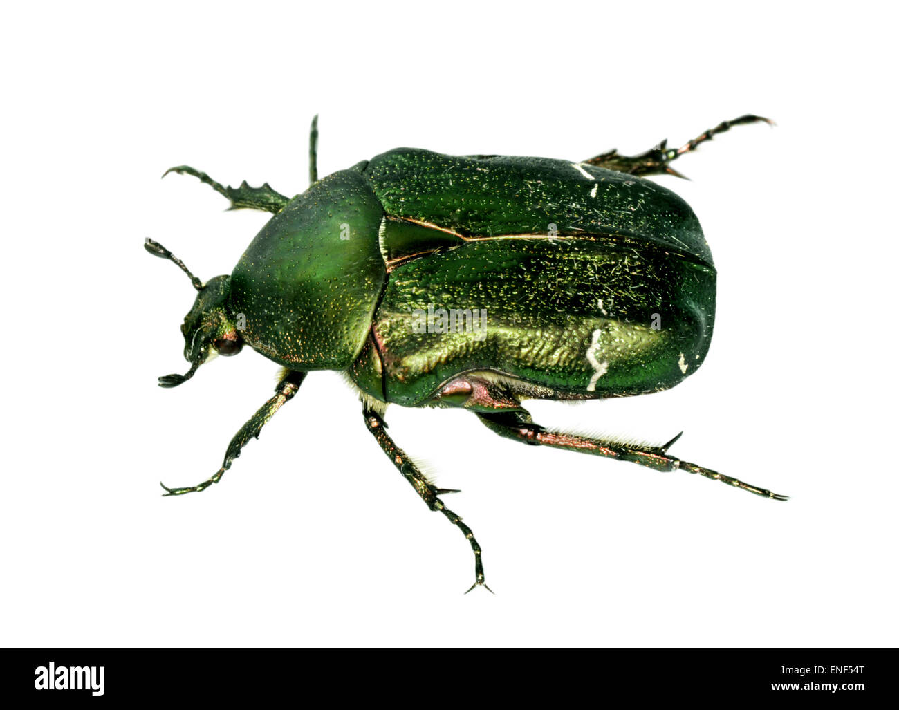 Rose Chafer - Cetonia aurata Stock Photo - Alamy