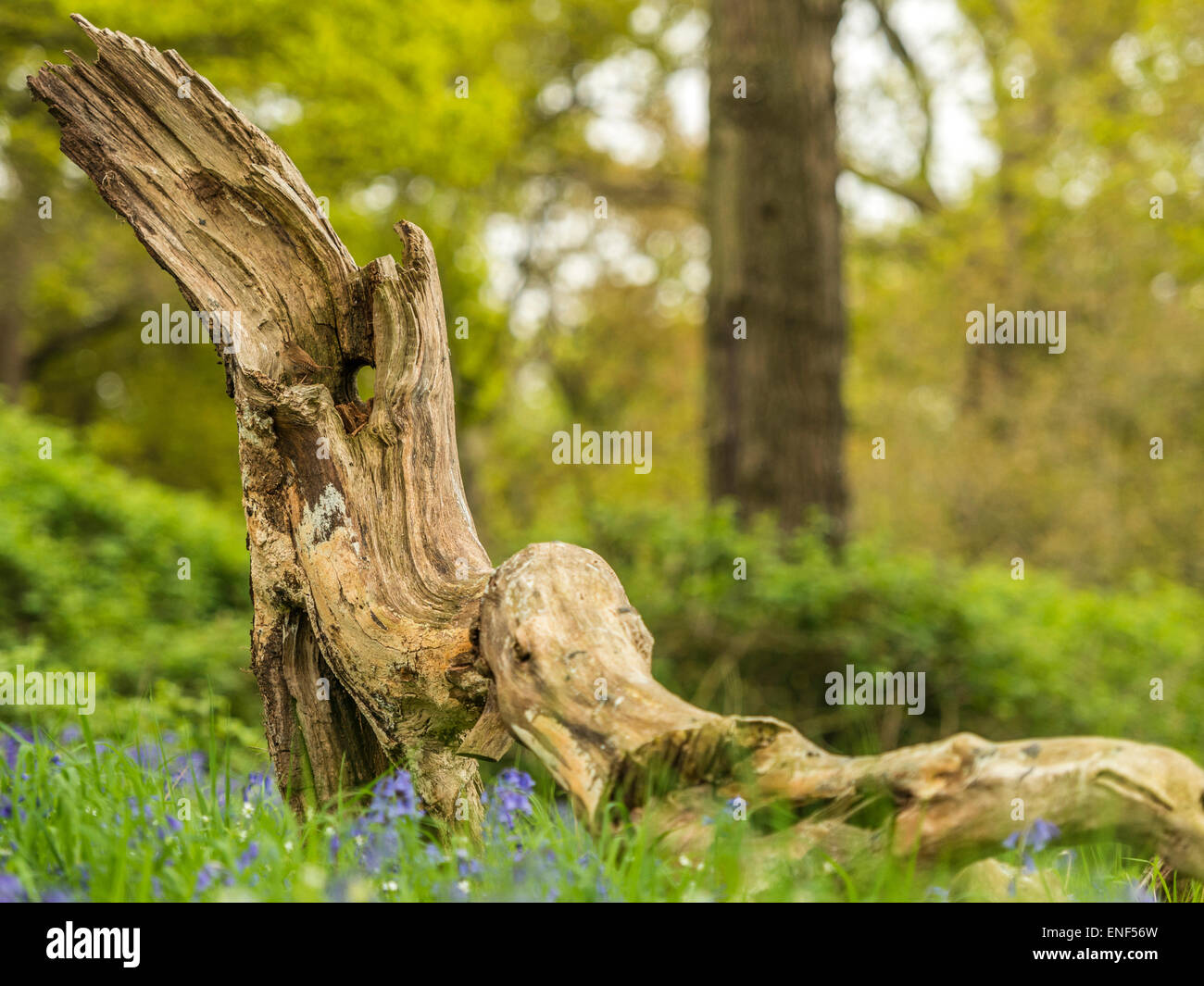 English Country Wildlife - Wren (Troglodytidae) Perched on Wooden Stump ...