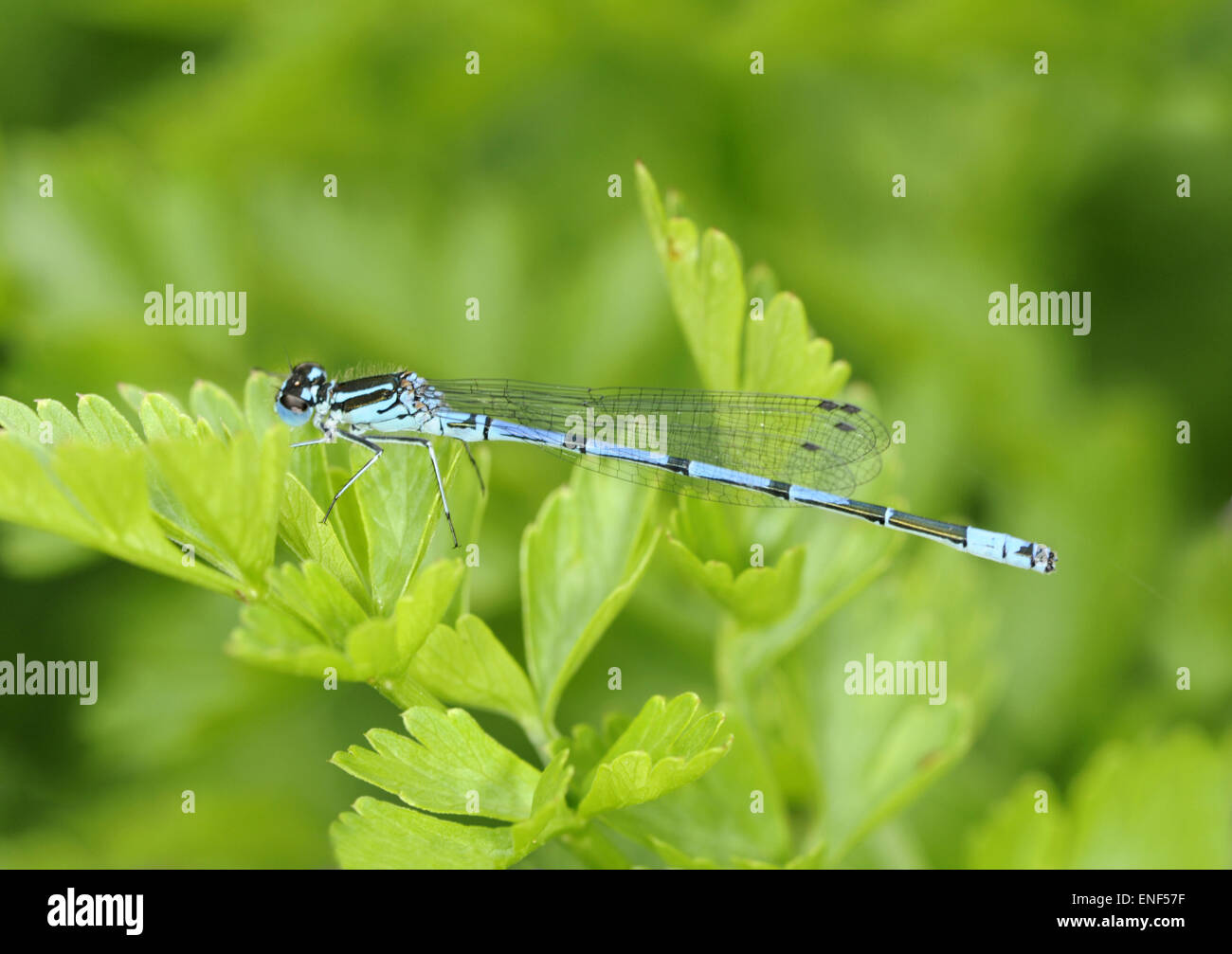 Azure Damselfly - Coenagrion puella Stock Photo - Alamy