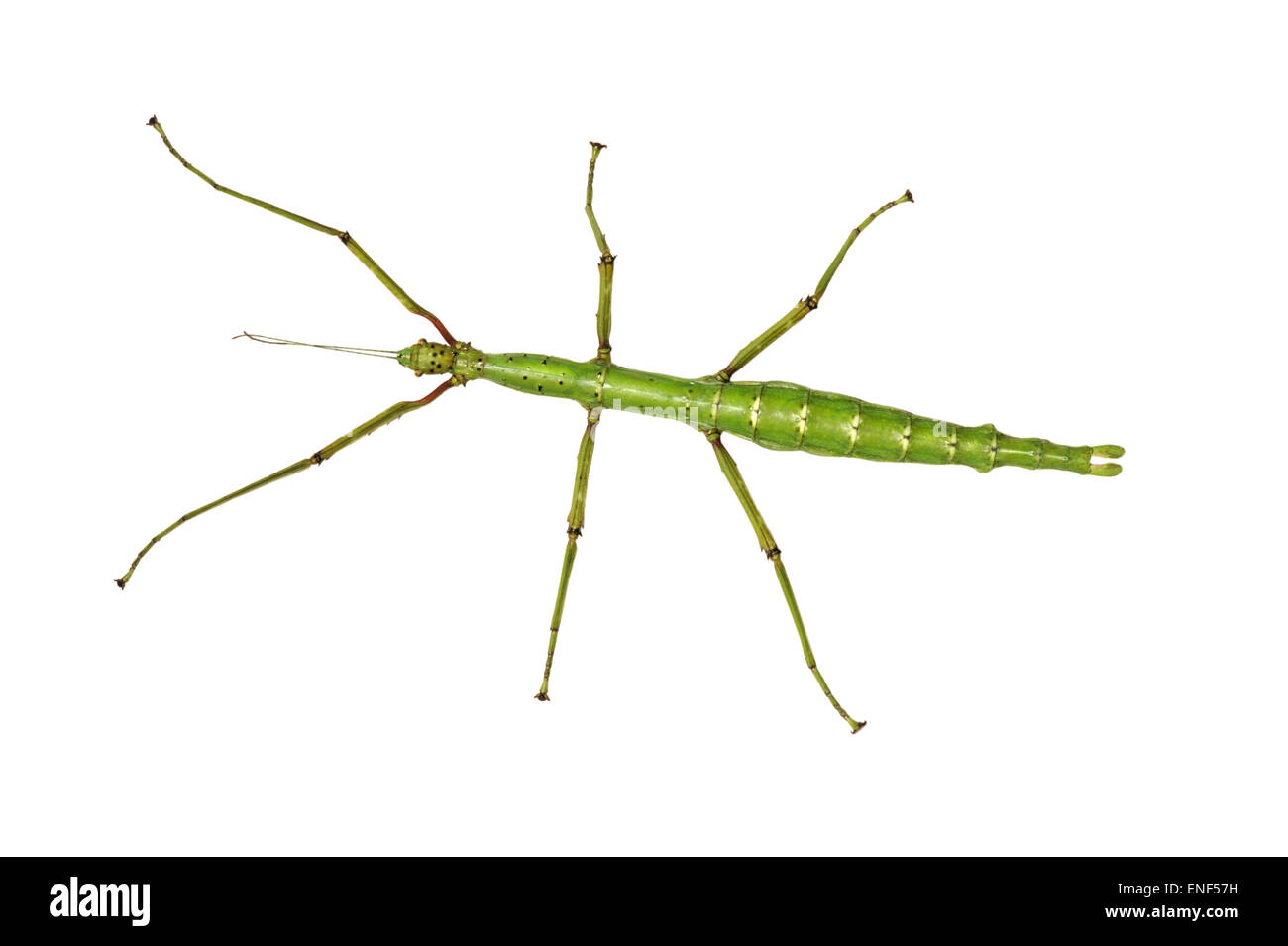 Stick insect hi-res stock photography and images - Alamy
