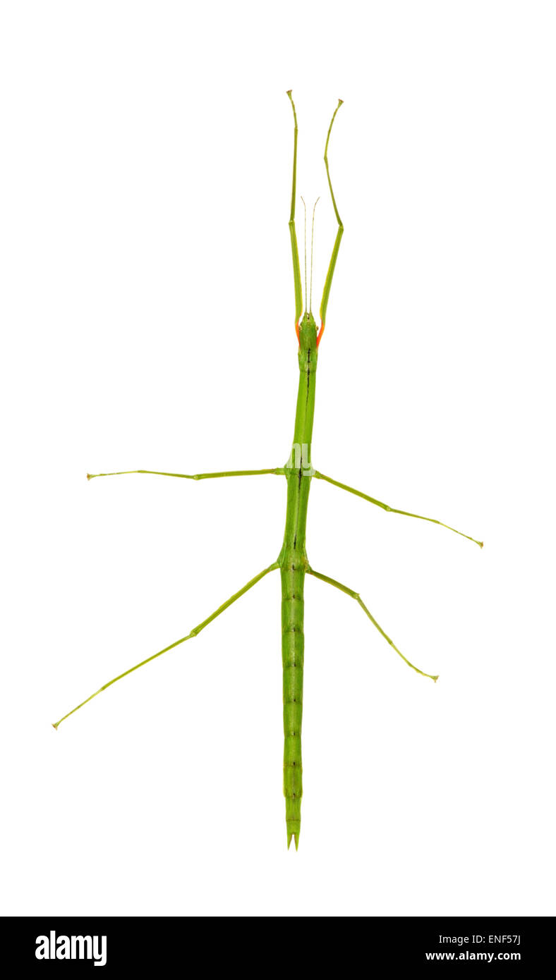 Smooth Stick Insect - Cliltarchus hookeri Stock Photo - Alamy