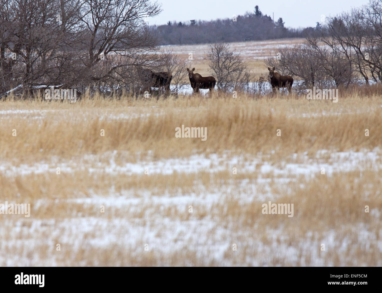 Moose cow in the field hi-res stock photography and images - Alamy