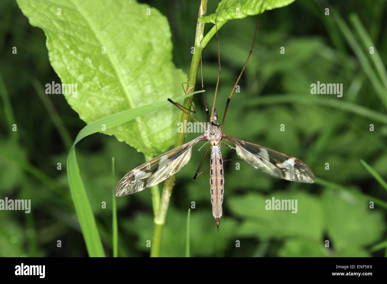 Cranefly - Tipula maxima Stock Photo - Alamy
