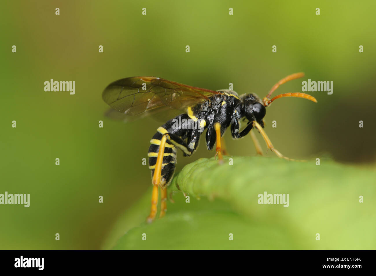 Figwort Sawfly - Tenthredo scrophulariae Stock Photo - Alamy