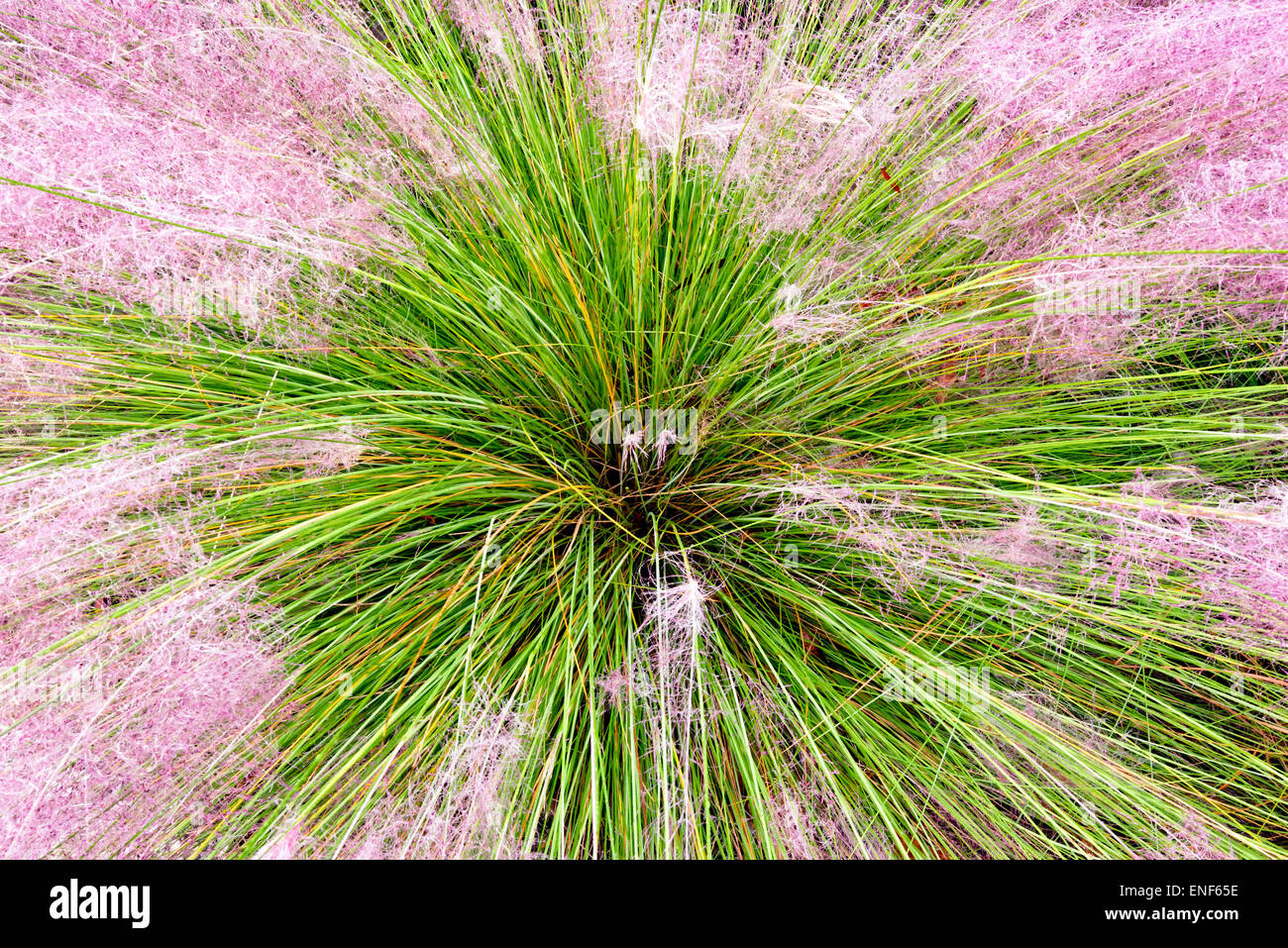Sweetgrass blooming in the fall Stock Photo - Alamy