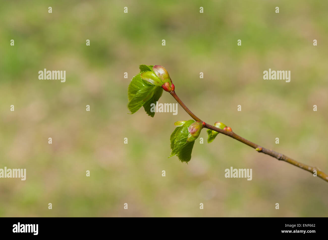 New branch opening hi-res stock photography and images - Alamy