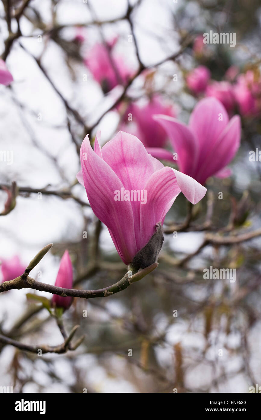 Magnolia Spectrum flowers Stock Photo - Alamy