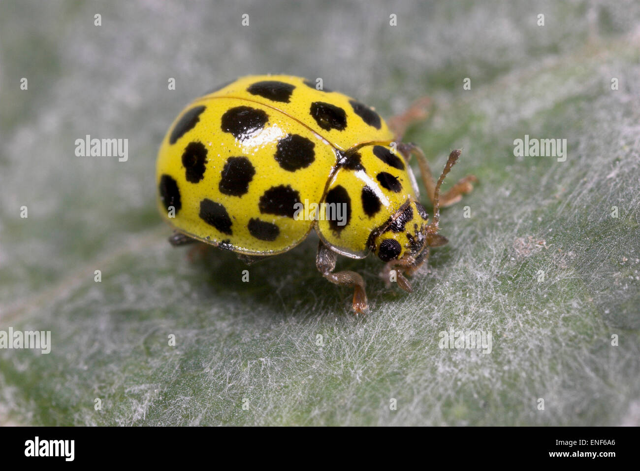 Psyllobora 22 punctata hi-res stock photography and images - Alamy