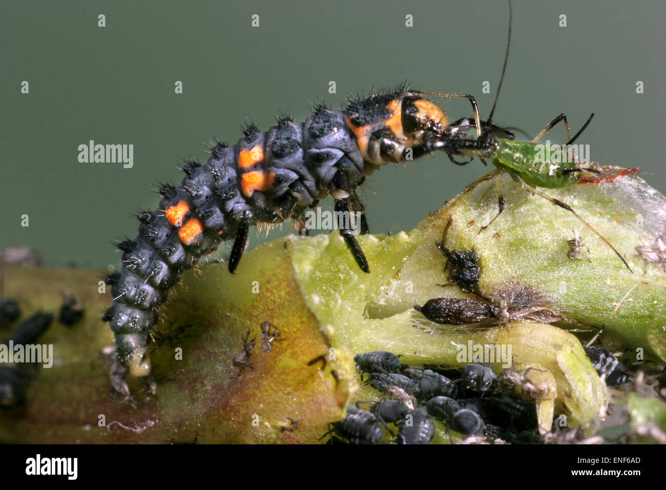 Ladybird larva eating aphids hi-res stock photography and images - Alamy