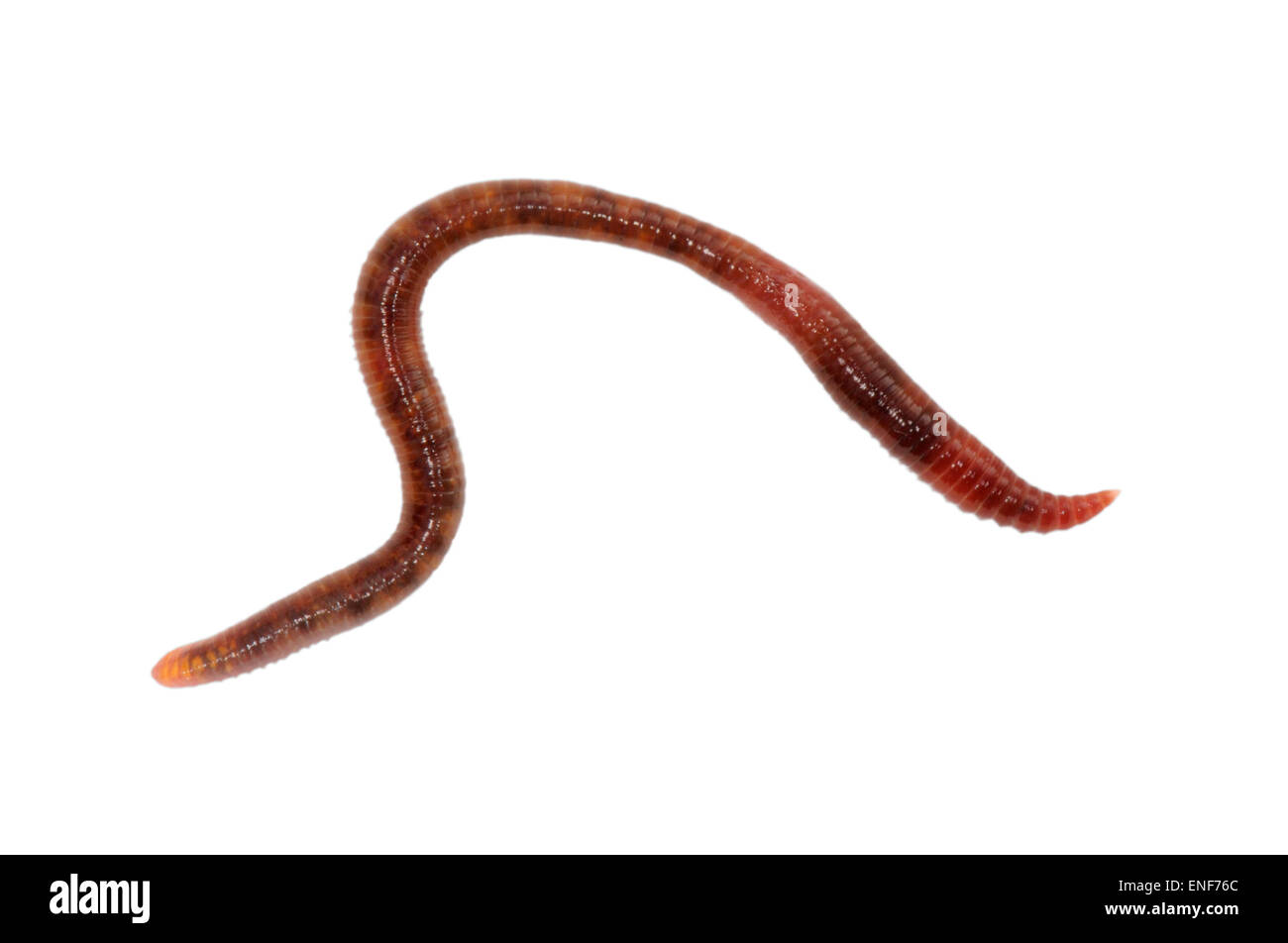 Brandling Worm - Eisenia foetida Stock Photo - Alamy