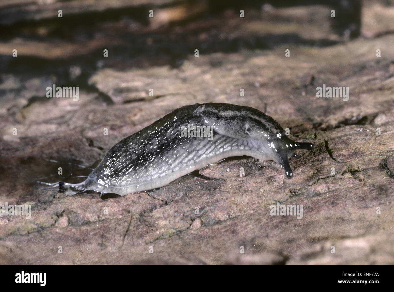 Bourguignat's Slug - Arion circumscriptus Stock Photo - Alamy