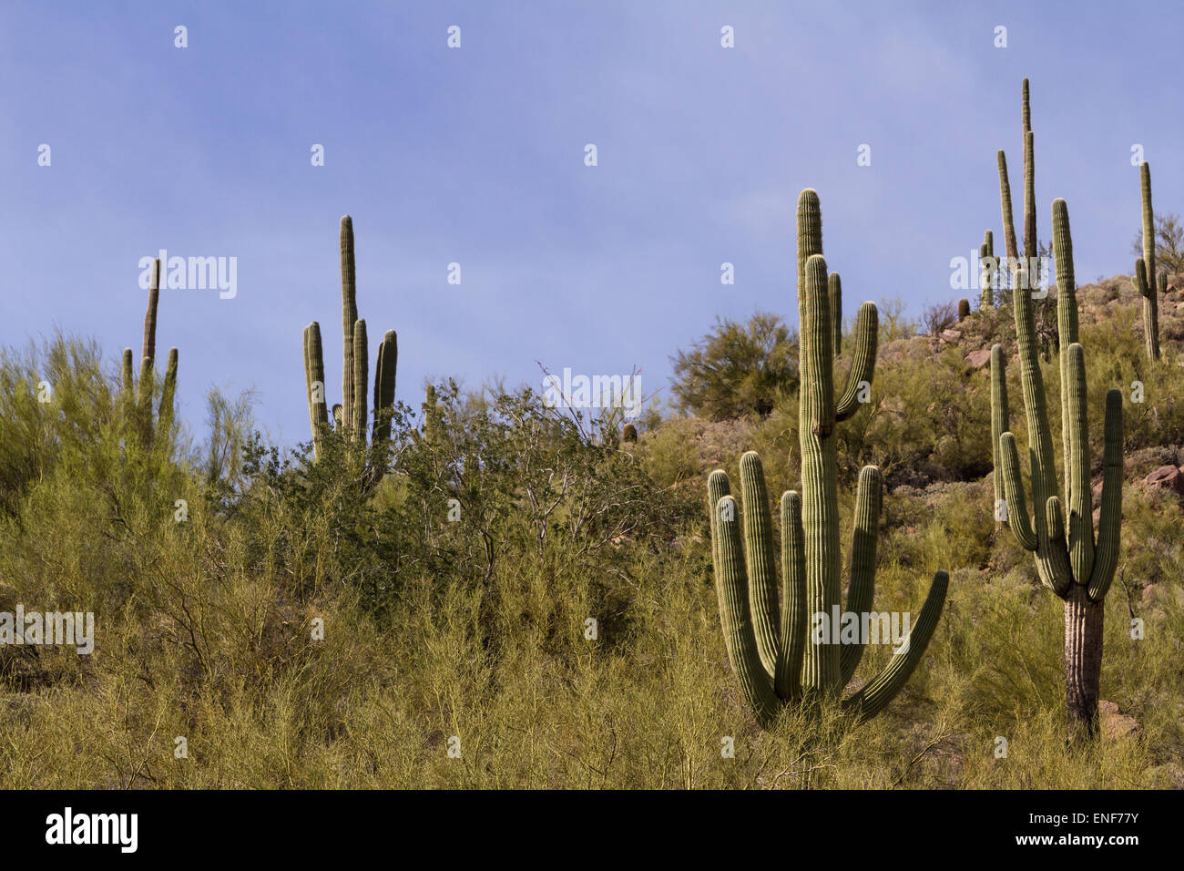 Arizona desert landscape with saguaro cactus in springtime Stock Photo ...