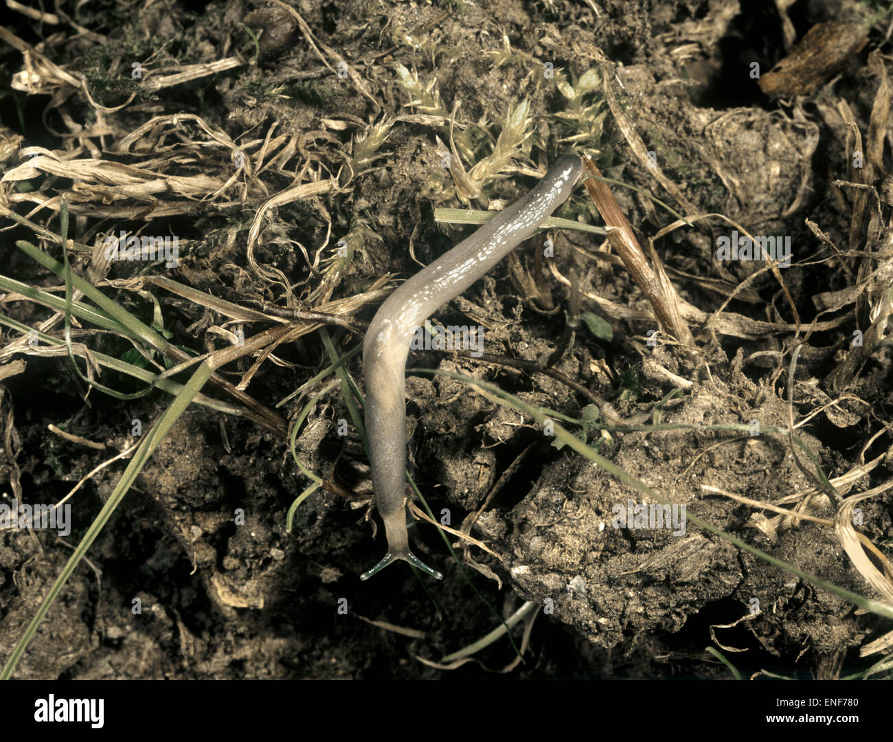 Worm Slug - Boettgerilla pallens Stock Photo - Alamy