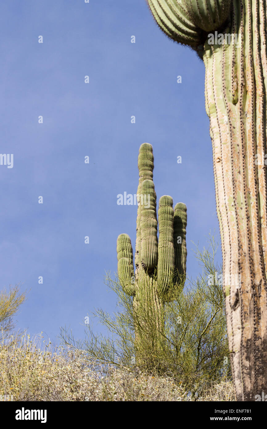 Arizona desert landscape with saguaro cactus in springtime Stock Photo ...