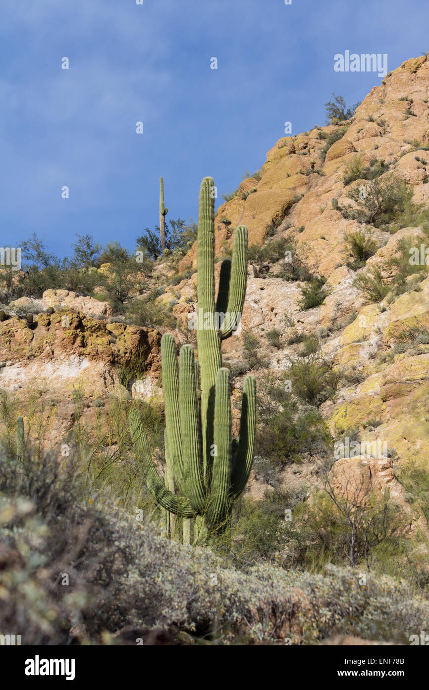 Arizona desert landscape with saguaro cactus in springtime Stock Photo ...