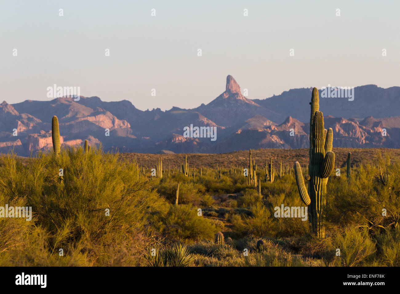 Arizona desert landscape with saguaro cactus in springtime Stock Photo ...
