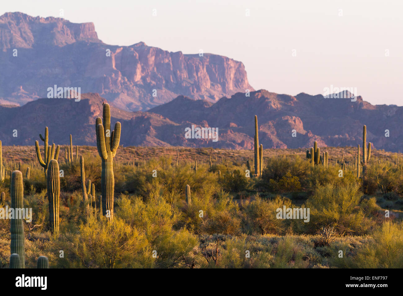Arizona desert landscape with saguaro cactus in springtime Stock Photo ...