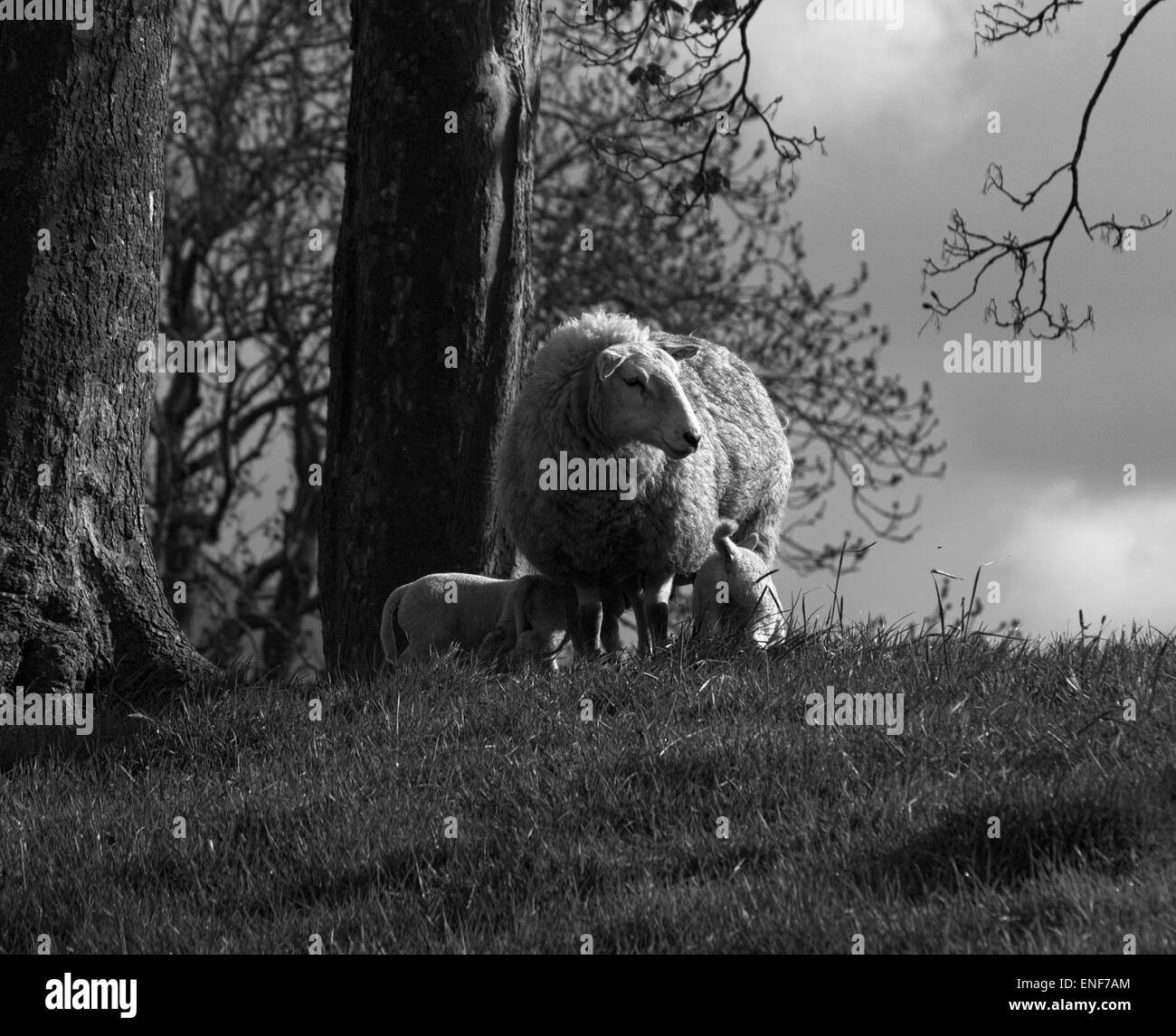 Sheep feeding livestock Black and White Stock Photos & Images - Alamy