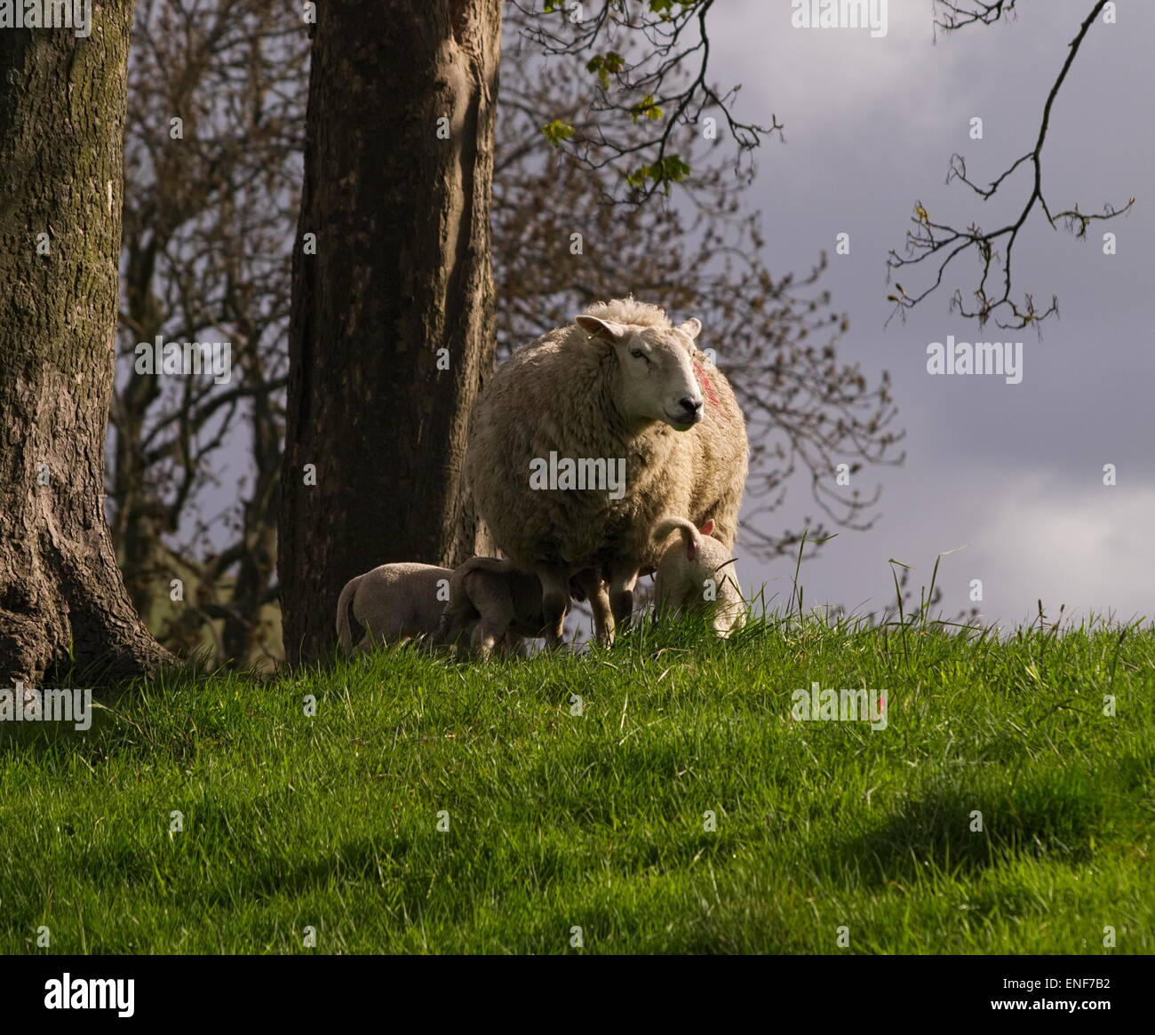 Pennine sheep hi-res stock photography and images - Alamy