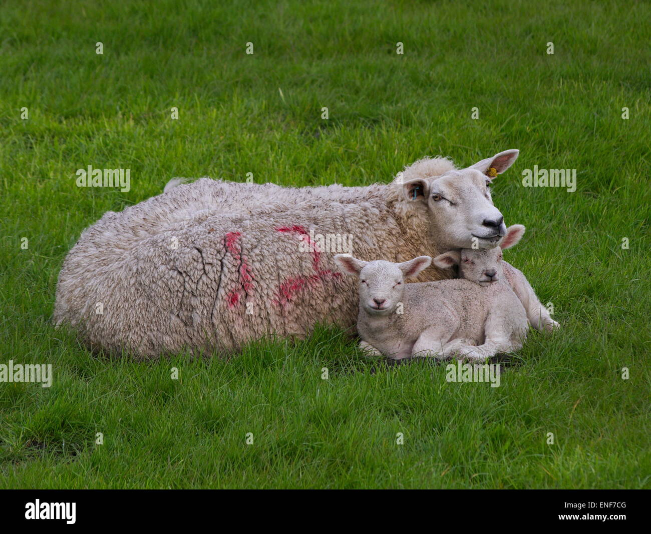 Pennine sheep hi-res stock photography and images - Alamy