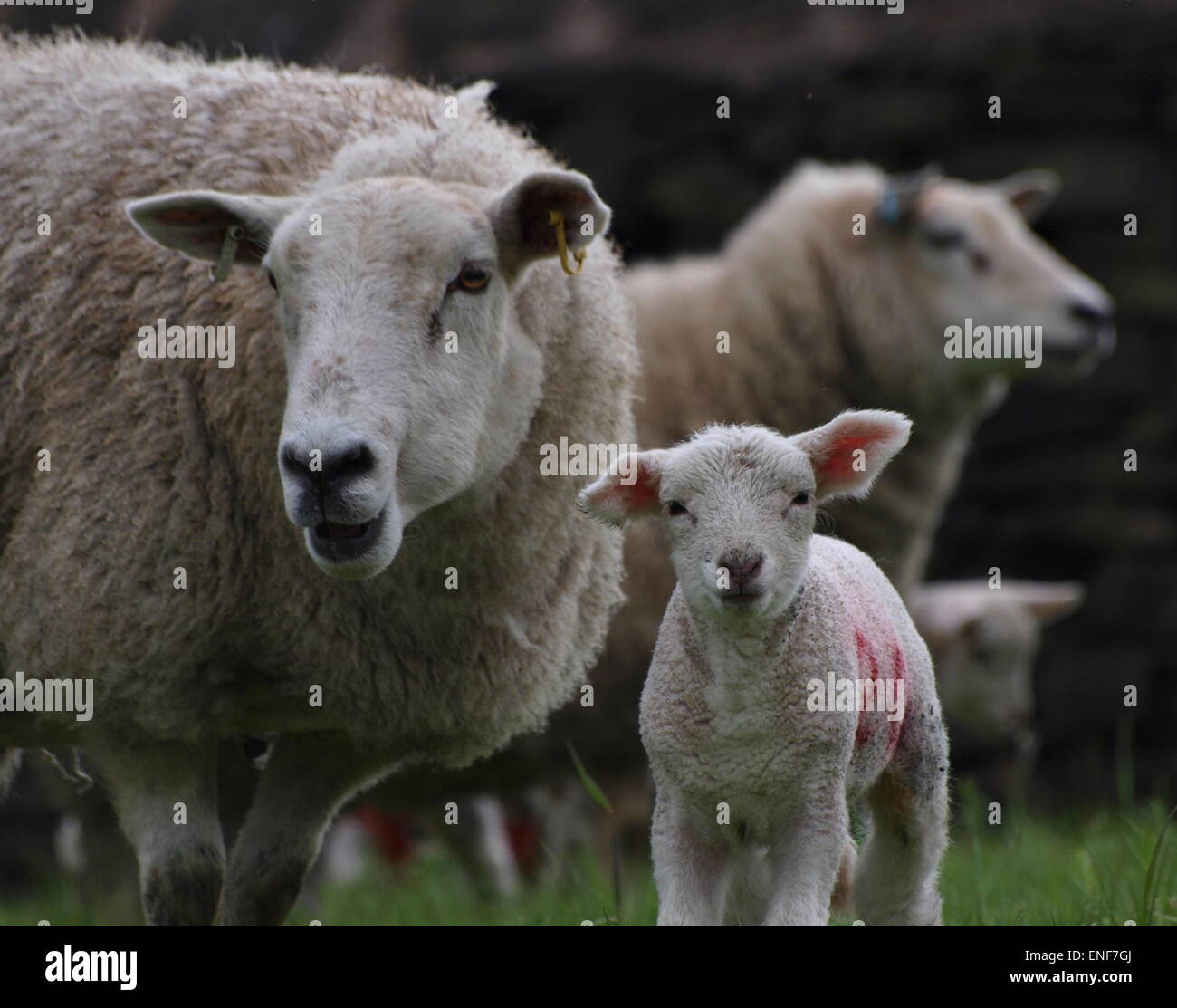 Pennine sheep hi-res stock photography and images - Alamy