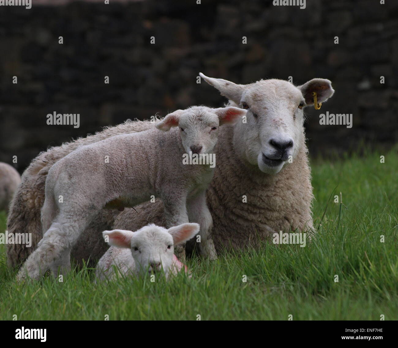 Pennine sheep hi-res stock photography and images - Alamy