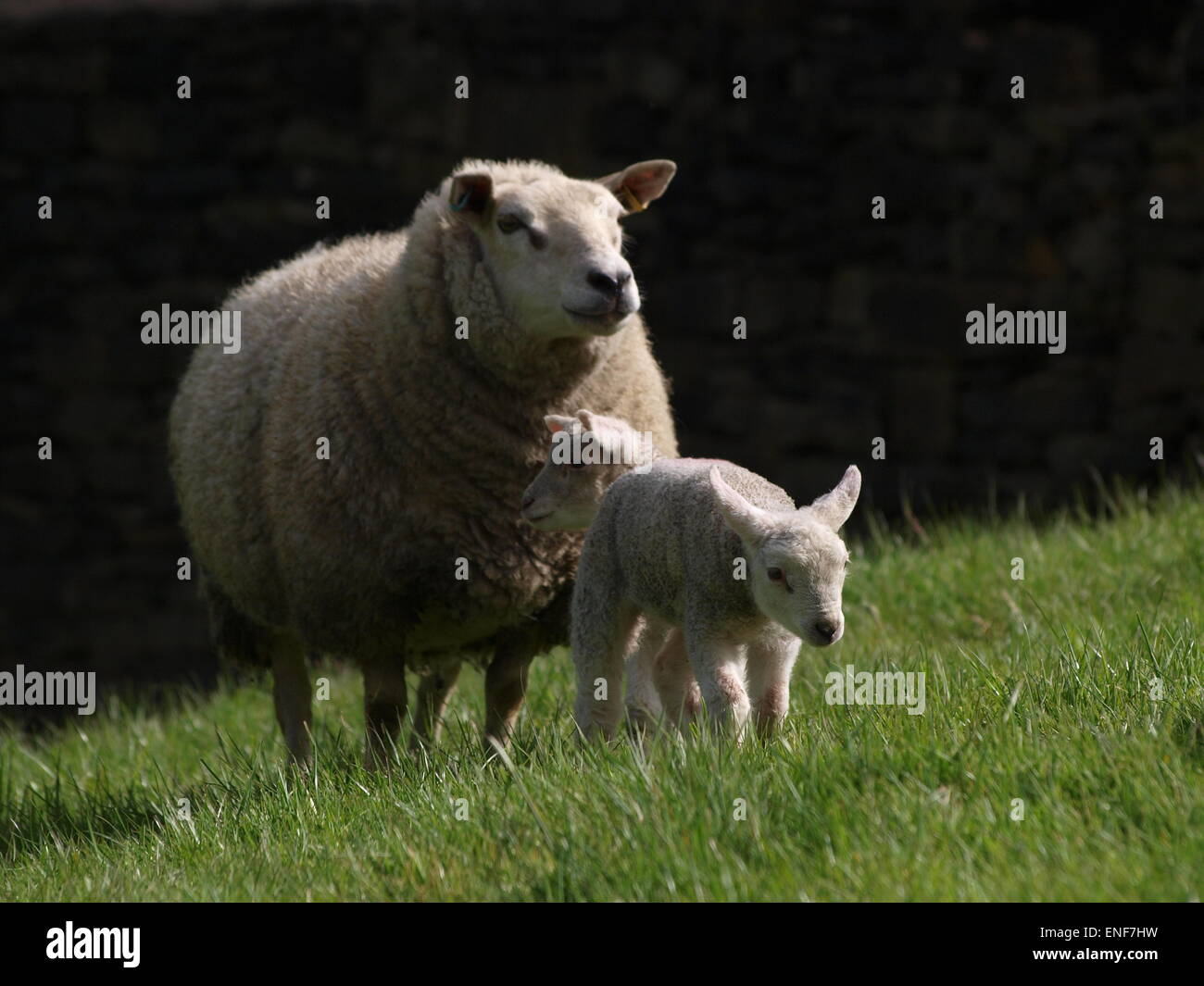 Pennine sheep hi-res stock photography and images - Alamy