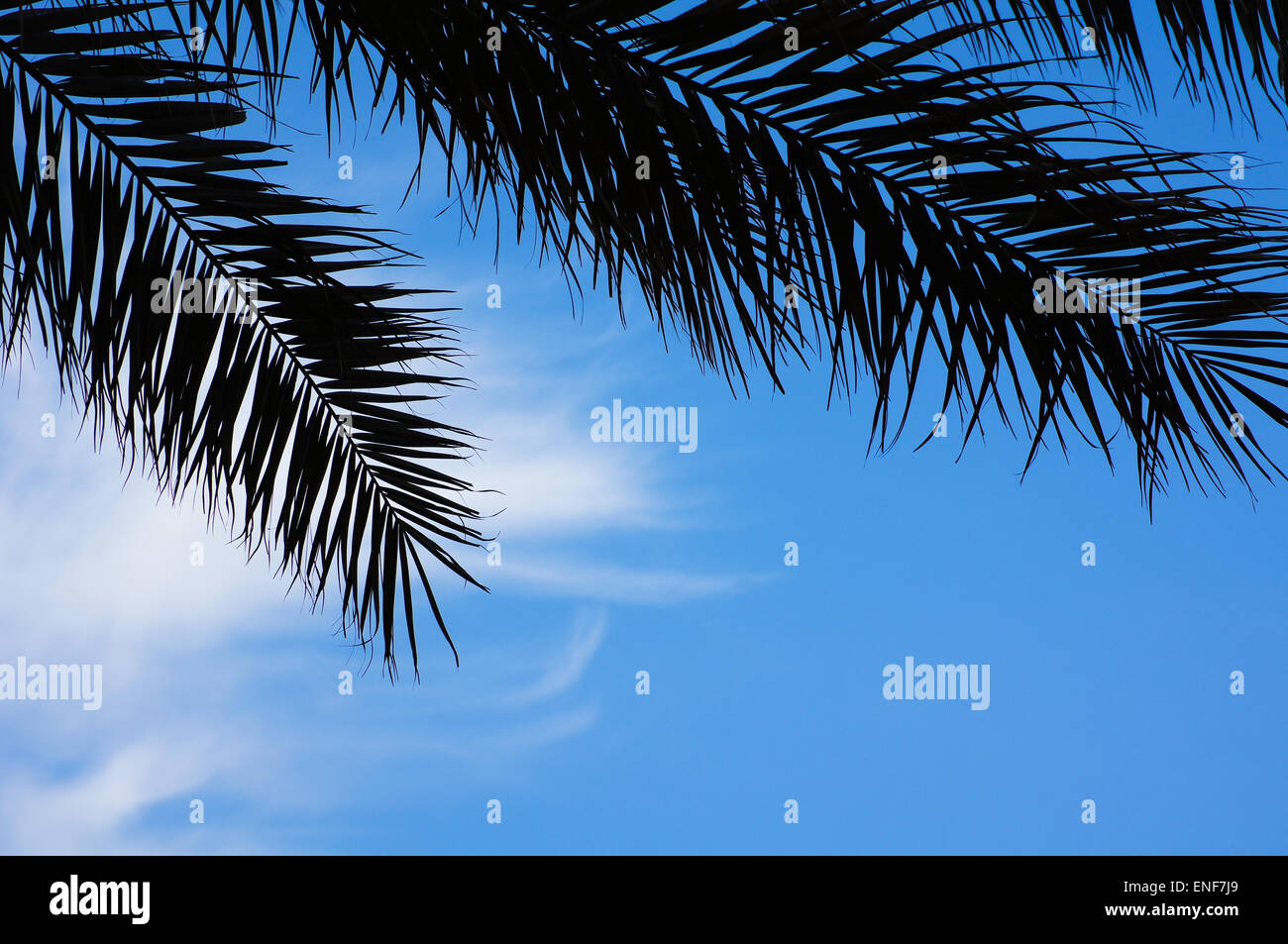 Palm Trees Oasis. Palms on the Clear Blue Sky Stock Photo - Alamy