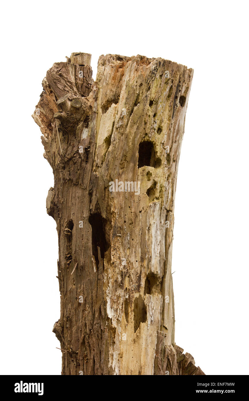 Dead tree with holes against a white background Stock Photo - Alamy