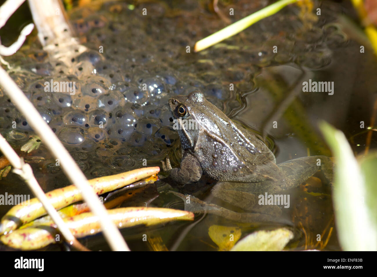 Frog in pond with frogspawn Stock Photo - Alamy